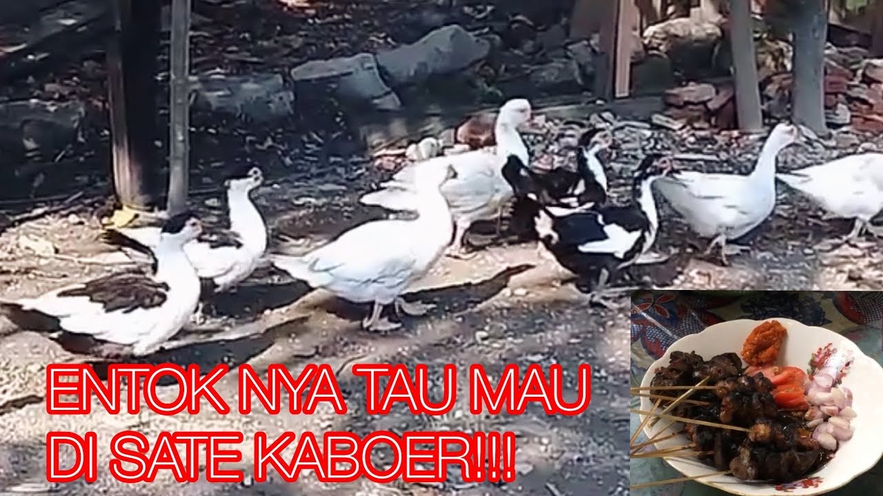 SATE ENTOK , SATE KHAS TUBAN PALING ENAK!!!! 👍👍👍 - YouTube