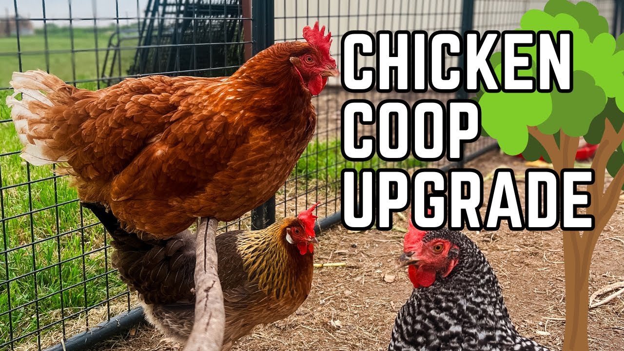 Planting Trees Inside Our Chicken Coops (Are We CRAZY?!?!) - YouTube
