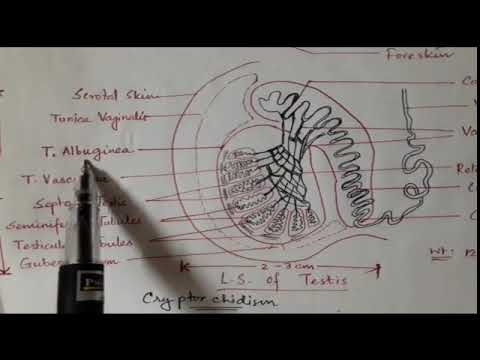 Class XII Bio Structure of Testis - YouTube