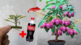 Top Horticulturist Reveals SUPER FAST Mango Propagation Technique Using Coca-Cola