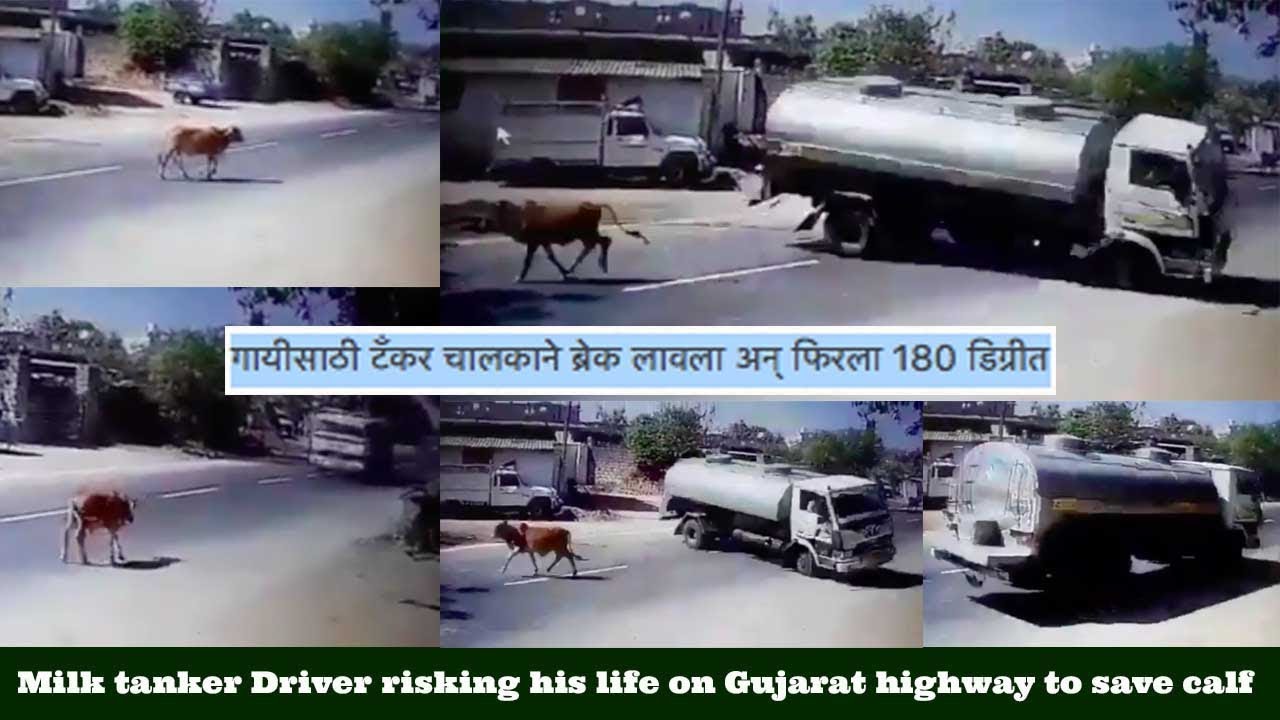 Milk tanker Driver risking his life on Gujarat highway to save calf ...