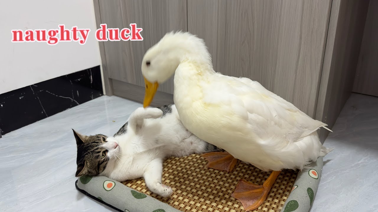 The naughty duck wants to take over the cat's bed, but the cat fights ...