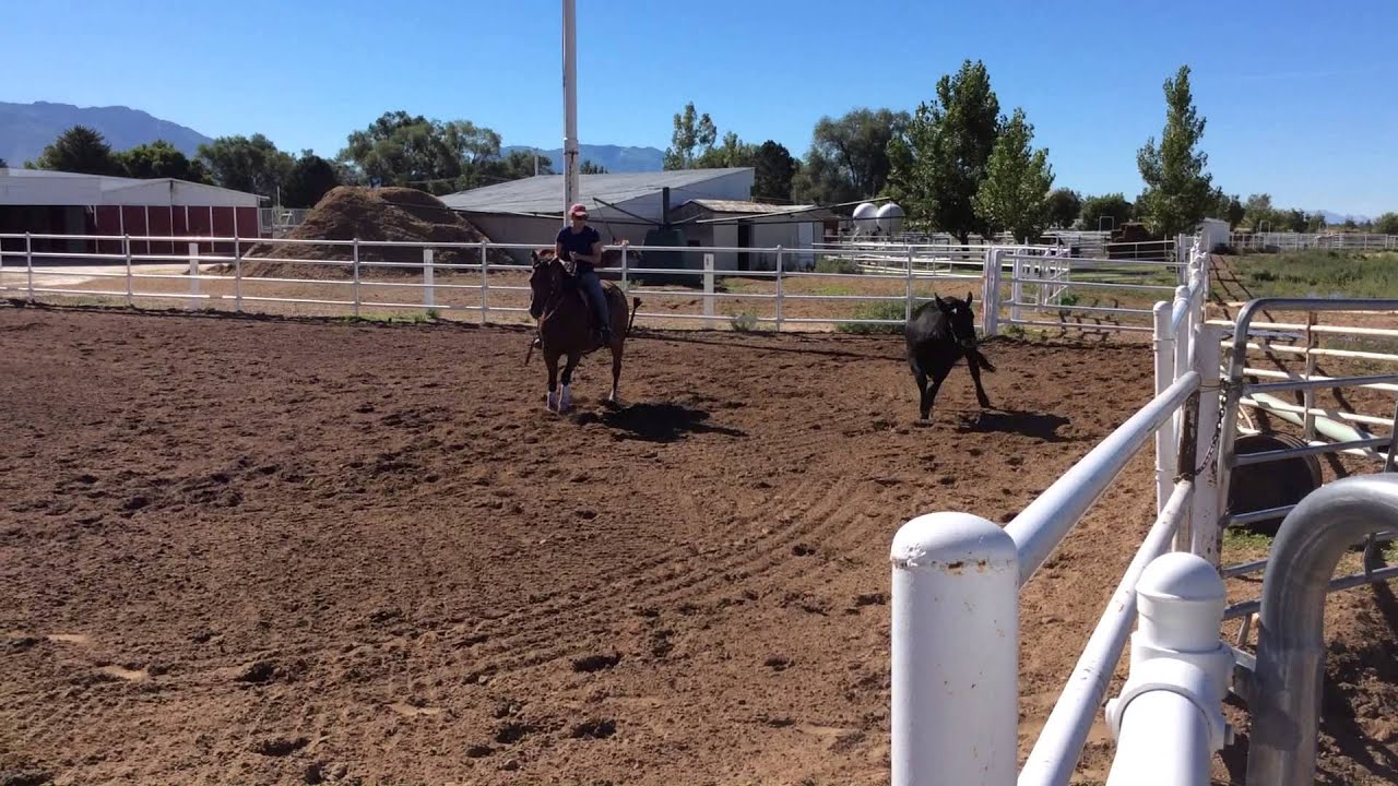 FOR SALE $$ EARNING NRCHA REINED COWHORSE - YouTube