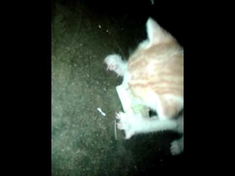 Pussy Gopal makan Timun