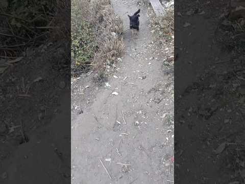 viral baby dog 🐶🐕