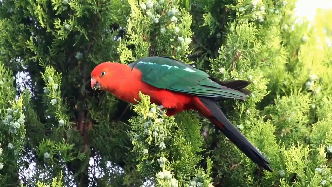 Australian brids beauty - YouTube