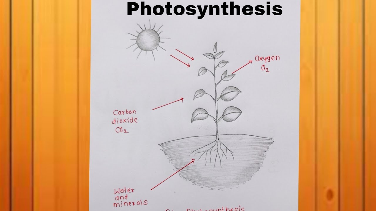 Photosynthesis diagram drawing/How to draw Photosynthesis diagram /CBSE ...
