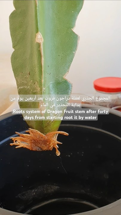 61124 تجذير عقلة دراجون بالماء Rooting Dragon Fruit By Water Rooting Dragonfruit فاكهة