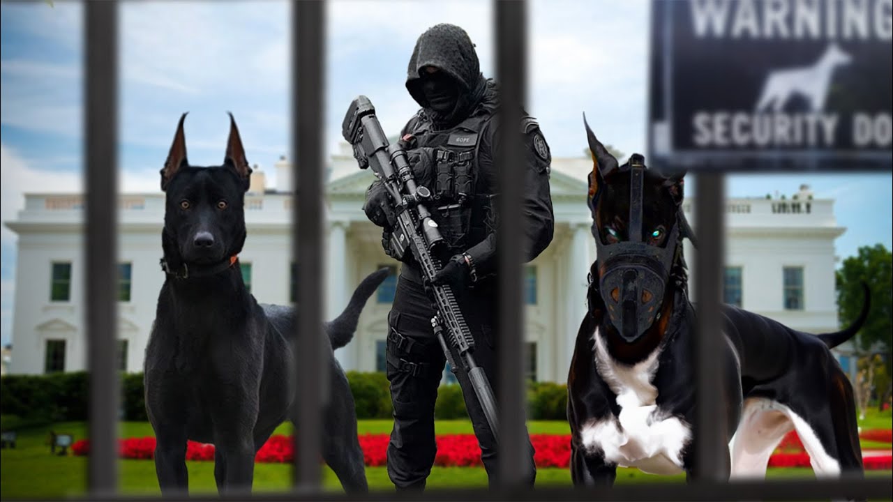 10 Dog Breeds Most Used By Security Companies - YouTube