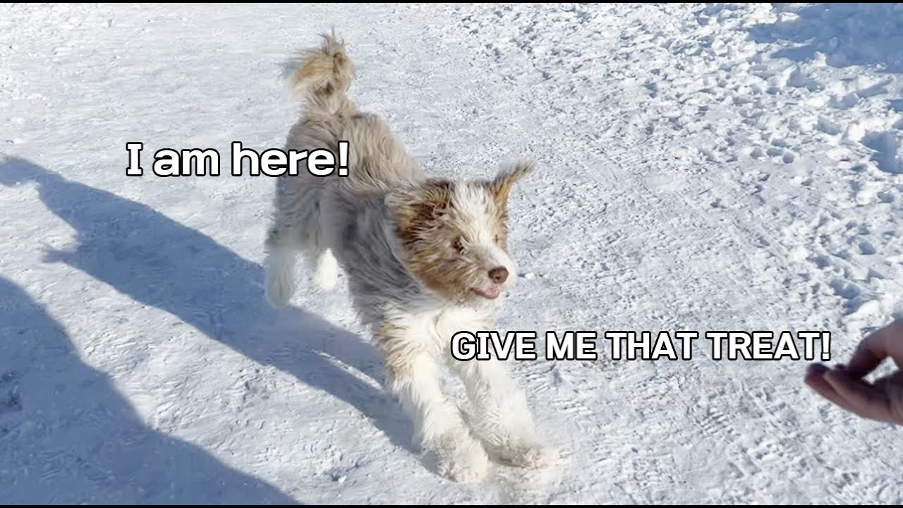 Puppy Visits Dog Park First Time l Happy Dogs Play - YouTube