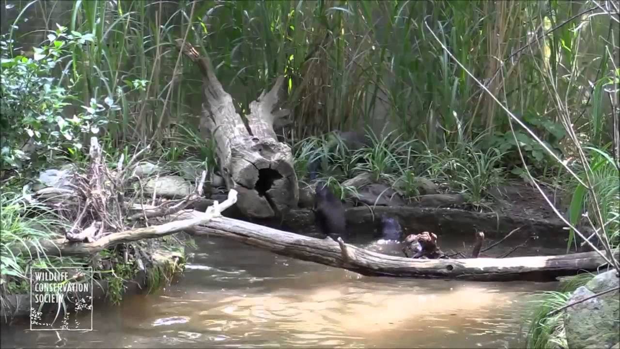 OTTER SONG By Harvey Andrews - YouTube