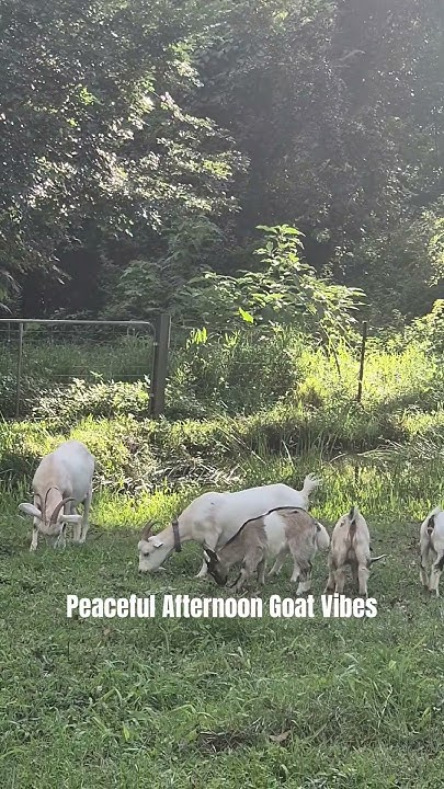 Peaceful Afternoon Goat Vibes - YouTube