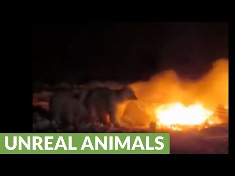Crazy polar bears play with raging fire