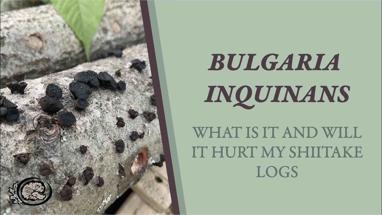 Bulgaria inquinans: What is it and will it harm my mushrooms logs ...