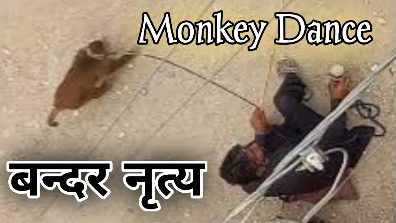 Bandar Dance|Monkey Dance|Haryanvi Bandar Ka Dance|बन्दर नृत्य |Bandar ...