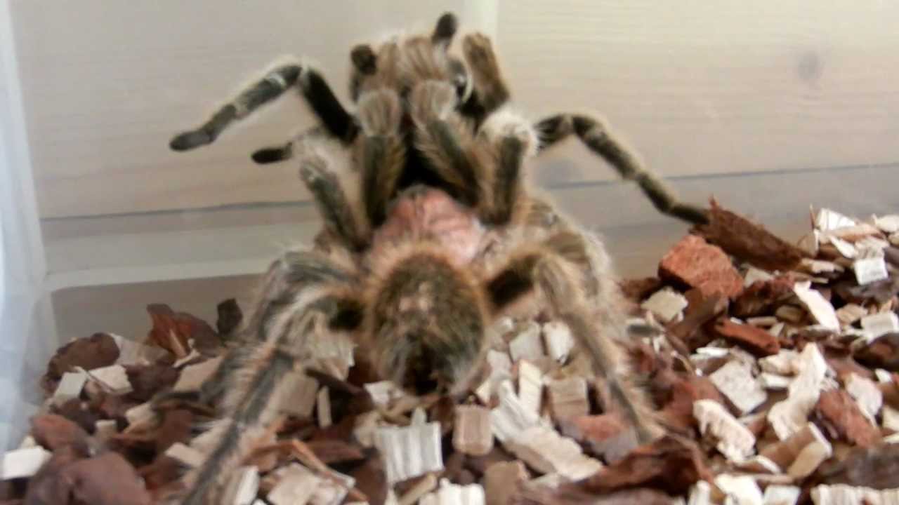Chile rose tarantulas mating 28.1.12. - YouTube