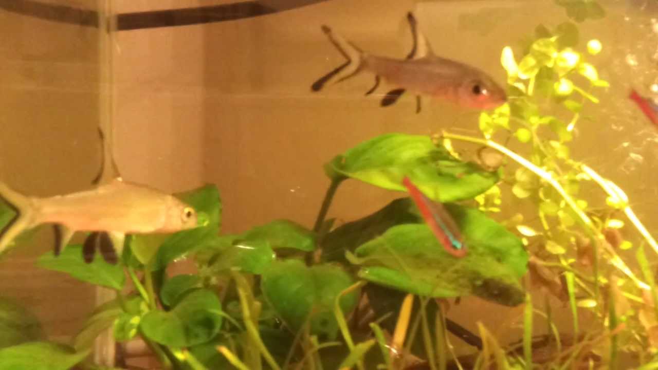 Bala Sharks (Silver Sharks) Neon Tetras, Black Tetras Tropical Planted ...