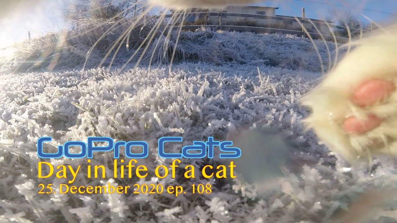 Cat with GoPro in frosty winter - YouTube
