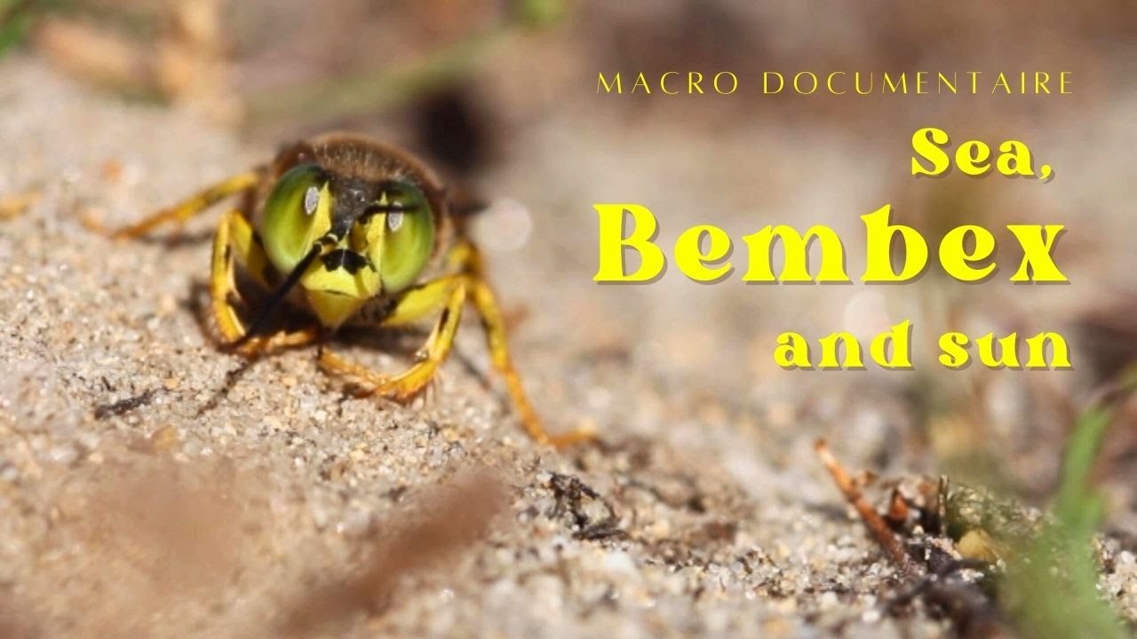Sea, Bembex and sun (Bembix rostrata) - Macro documentaire - YouTube