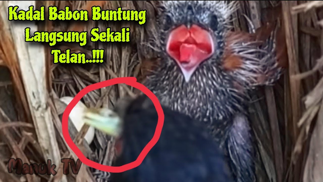 Anak Bubut Buas Diberi Makan Kadal Buntung - Baby Greater Coucal ...