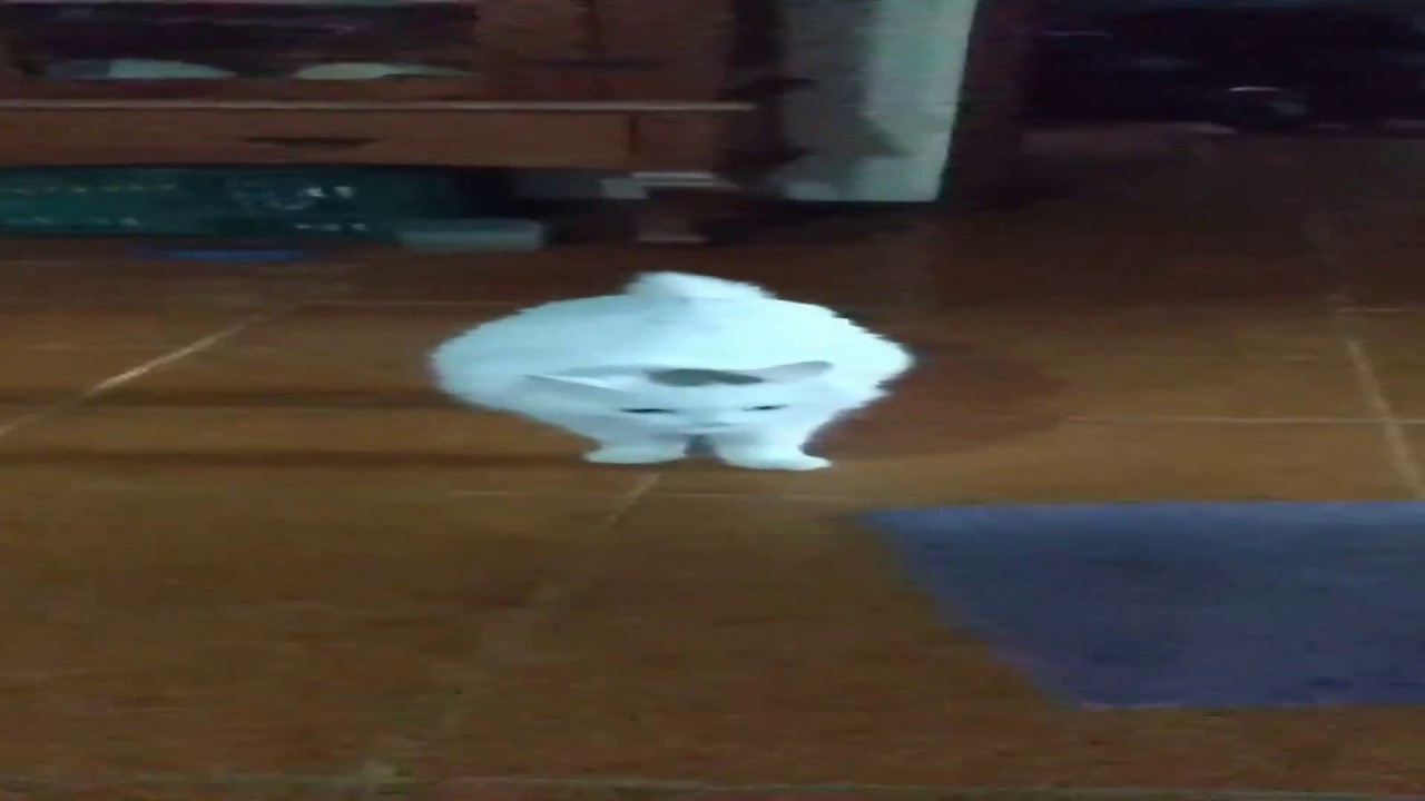 Wide cat walking meme - YouTube