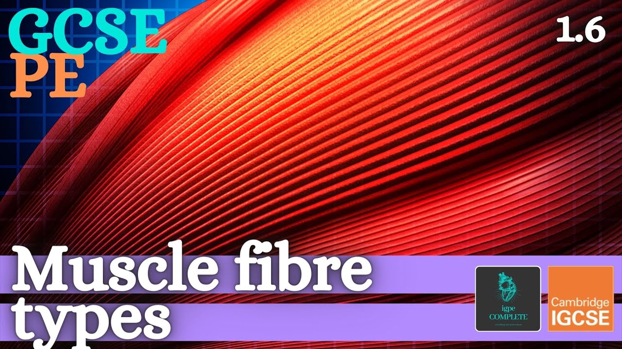 GCSE PE - MUSCLE FIBRE TYPES - Anatomy and Physiology (Skeletal and ...