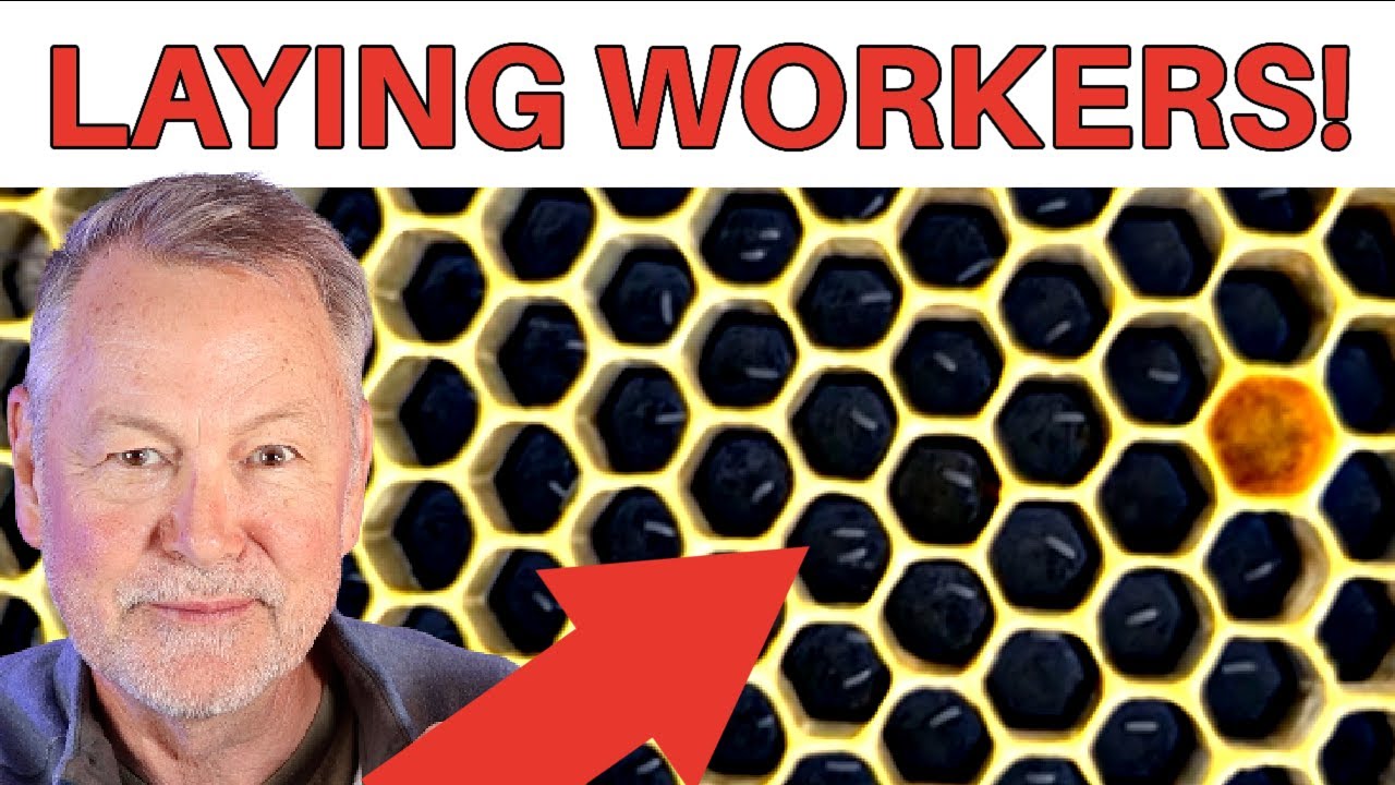 Beekeeping: How To Discover & FIX Laying Workers - YouTube