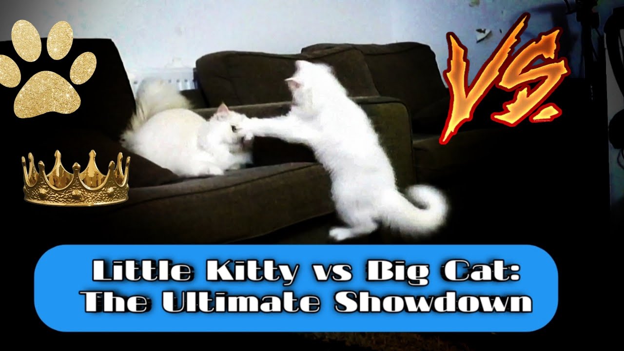Underdog Cat Defeats Massive Challenger: Must-Watch - YouTube