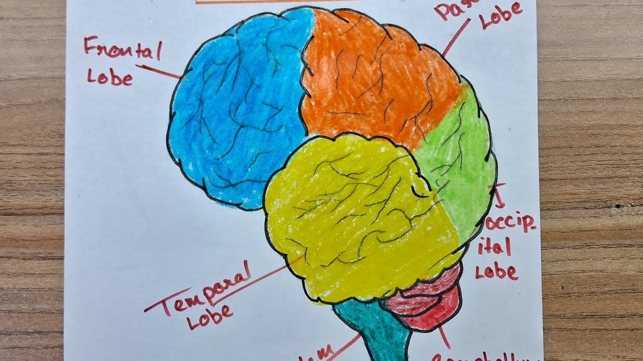 human brain drawing easy # brain of human body - YouTube