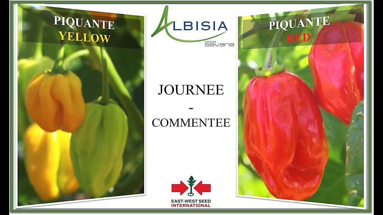 🌶️JOURNEE COMMENTEE🌶️ : PIQUANTE RED F1 - PIQUANTE YELLOW F1 - YouTube