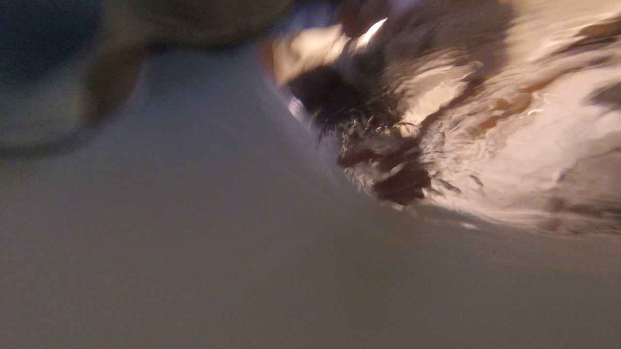 dropping a GoPro hero 4 session into bath tub - YouTube