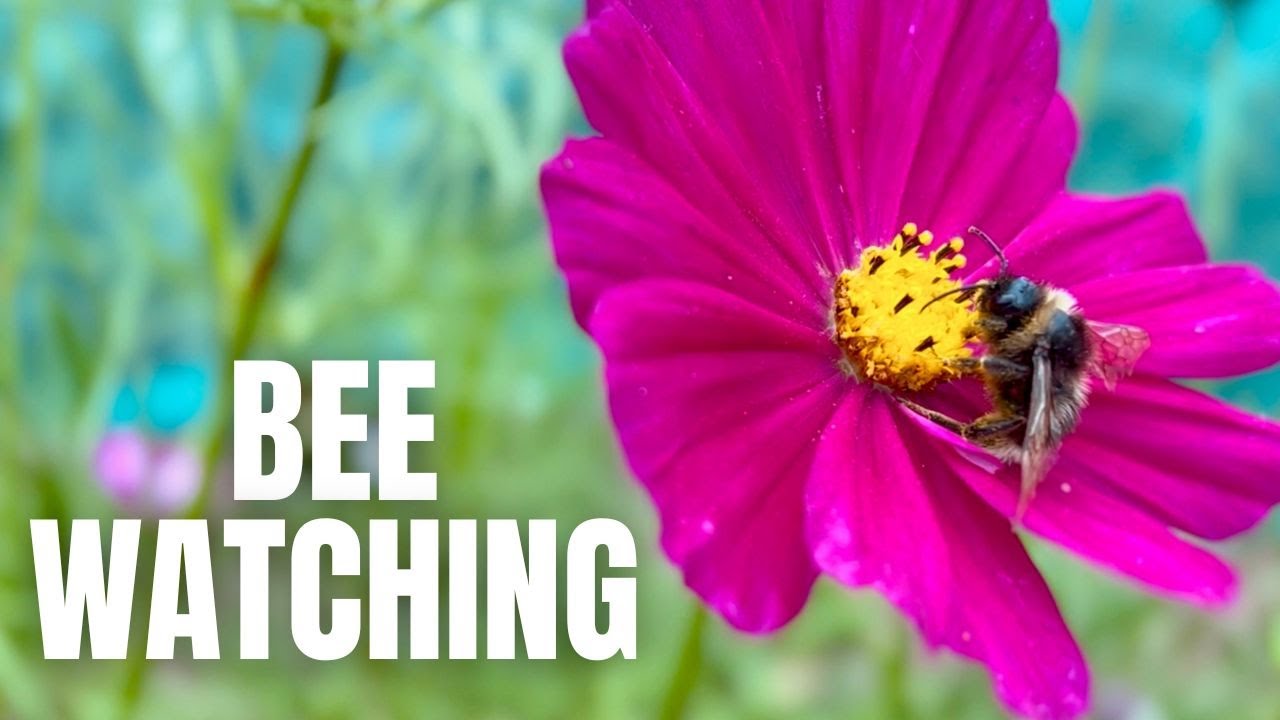 Beewatching - YouTube