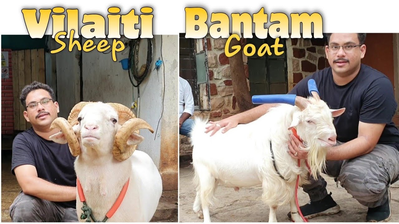 Bantam Goat and Vilaity Sheep by Asif STD STAR GOATS FARM - YouTube