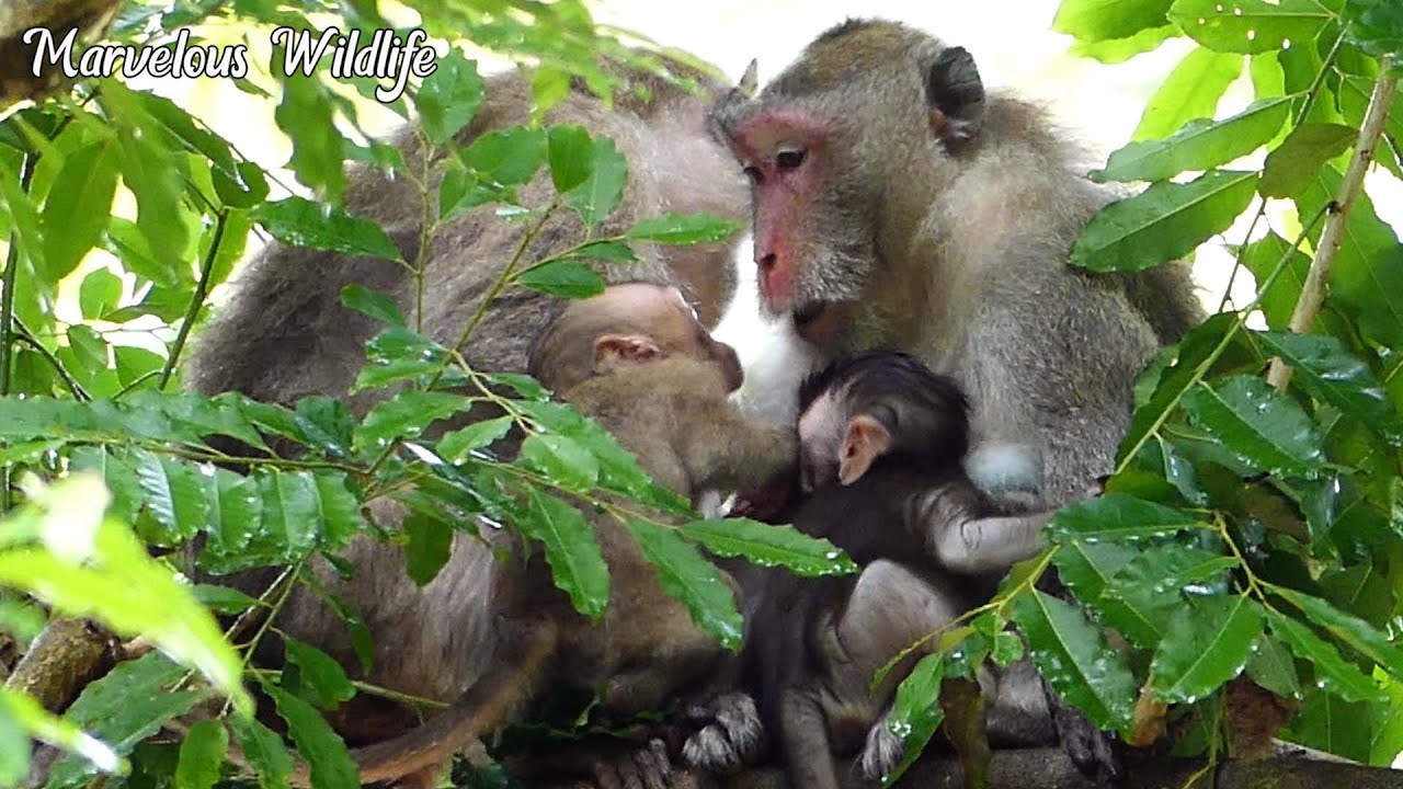 Awesome...! Gentle mom Jane introduces baby monkey Jonna to little baby ...