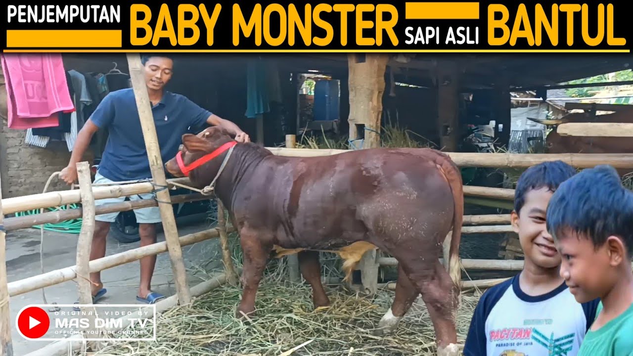 Bocil Tahan Sedih Sapi Baby Monster Kesayangan Asli Bantul Di Jemput ...