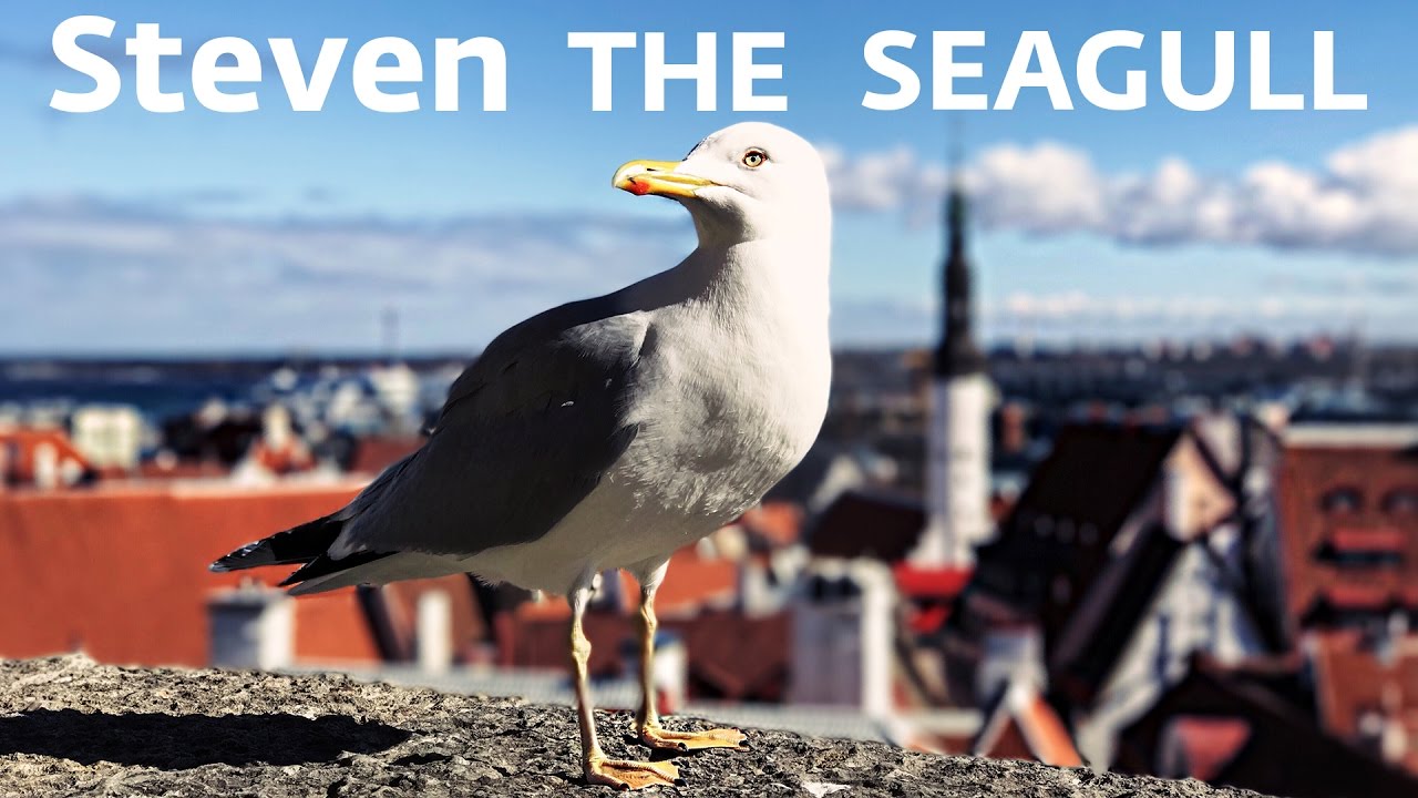 Steven the Seagull - YouTube