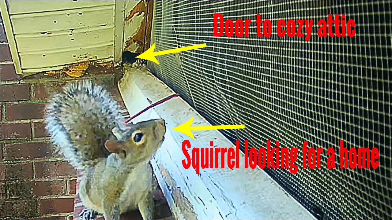 The Secret Wildlife Door the Builder Installed in Your Attic Vent - YouTube