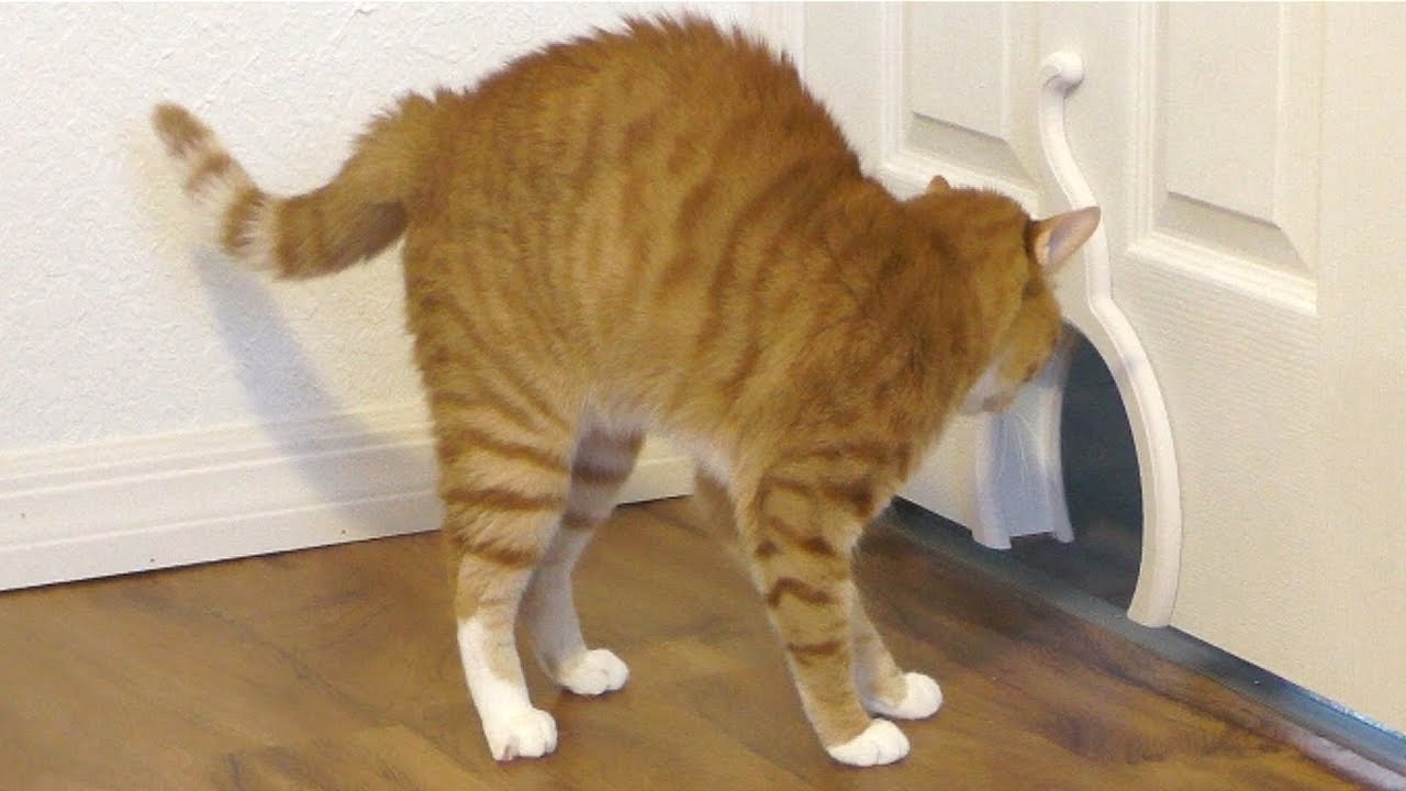 Alley Cat Fight Club!! - YouTube