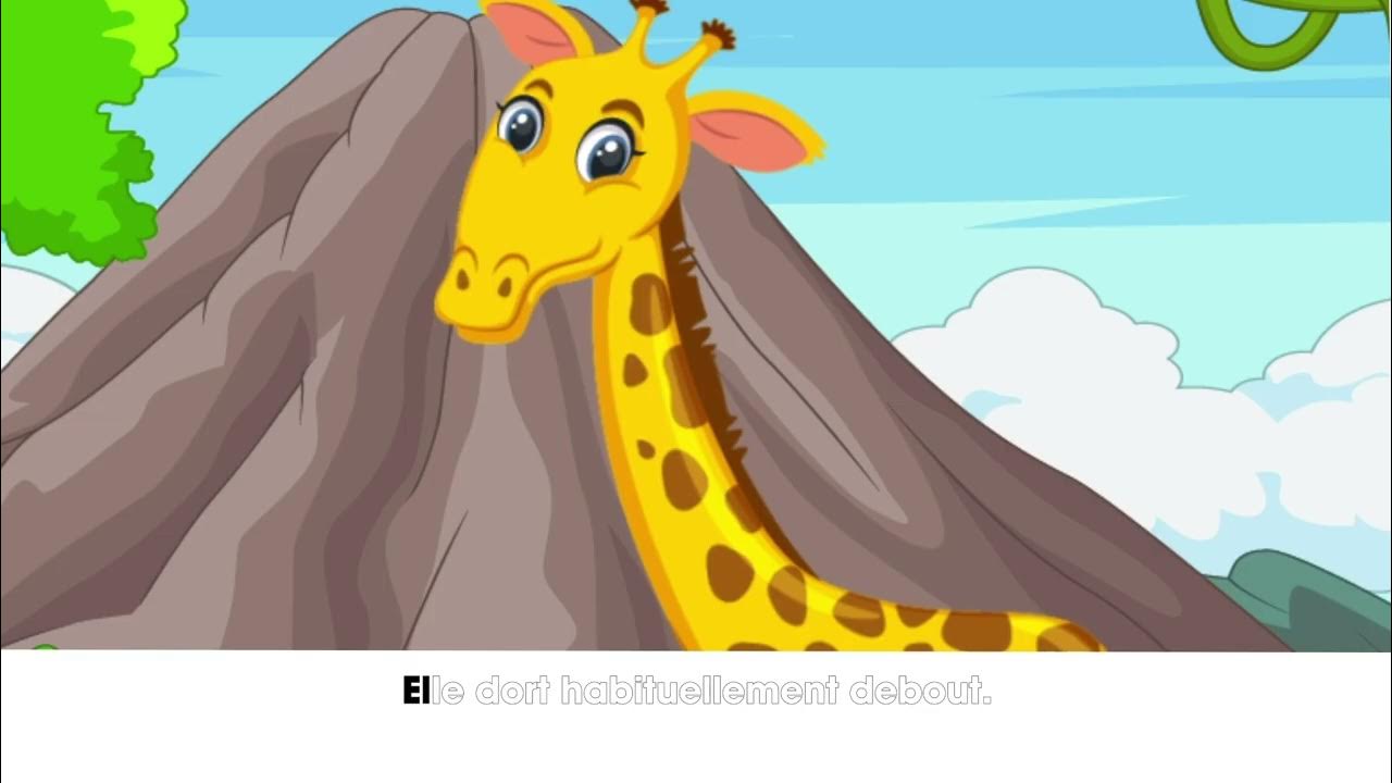 Animation Lecture 13 Les animaux - YouTube