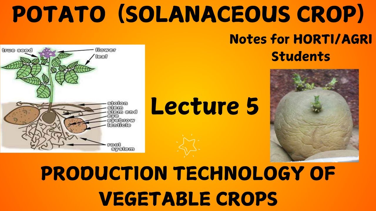 LECTURE 5: How to grow potato? (FAMILY SOLANACEAE)/ DISEASES OF POTATO ...