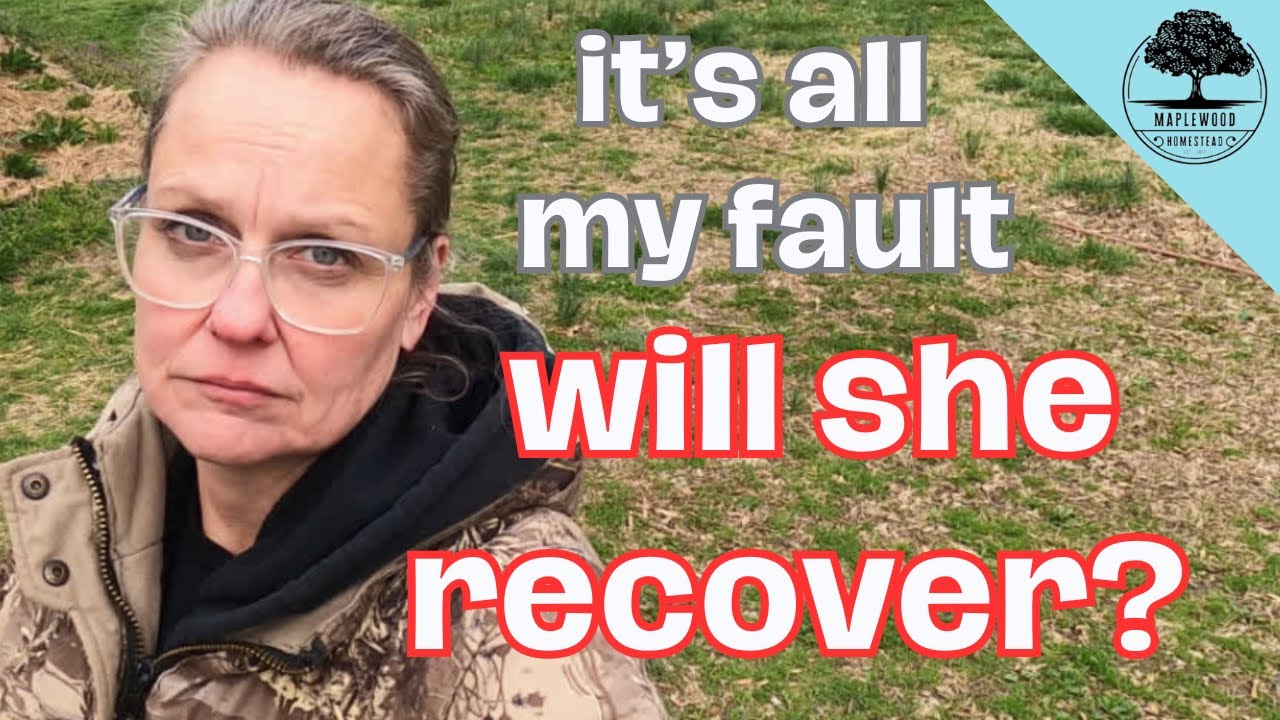 Udder Disaster: Battling Gangrene Mastitis | Dairy Goat Dilemma | Vlog ...