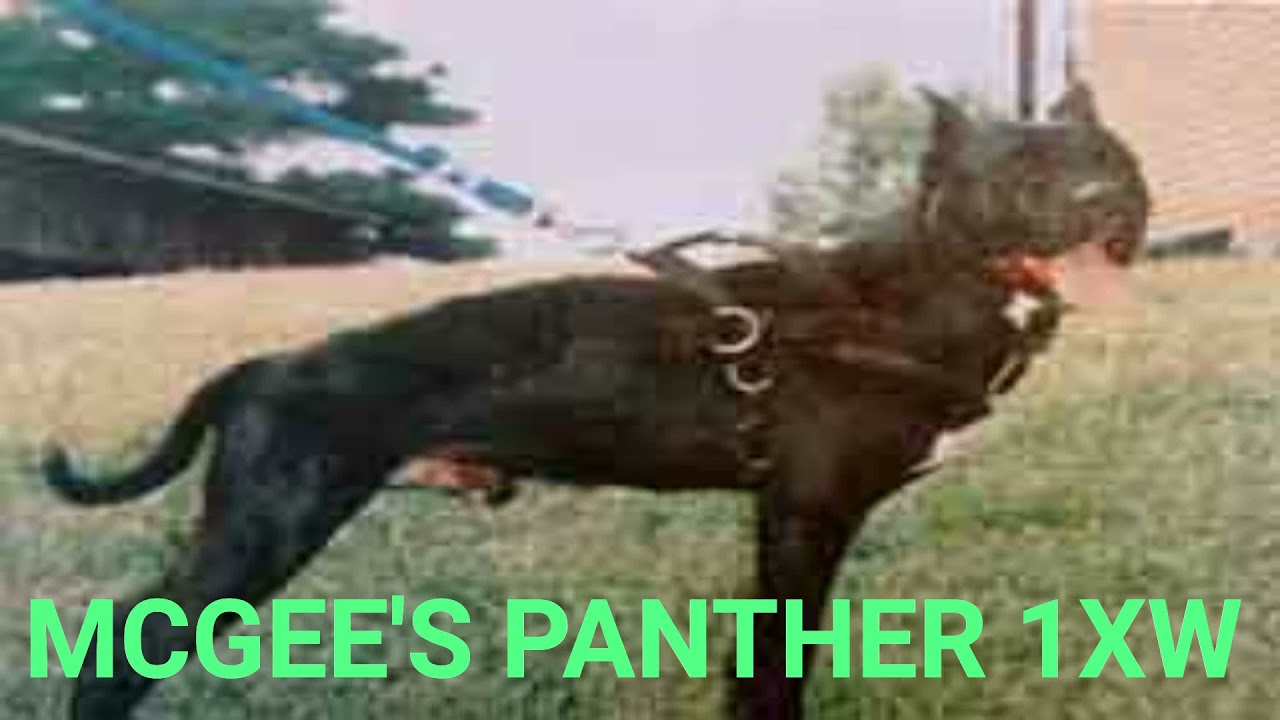 McGee's Panther 1XW - YouTube