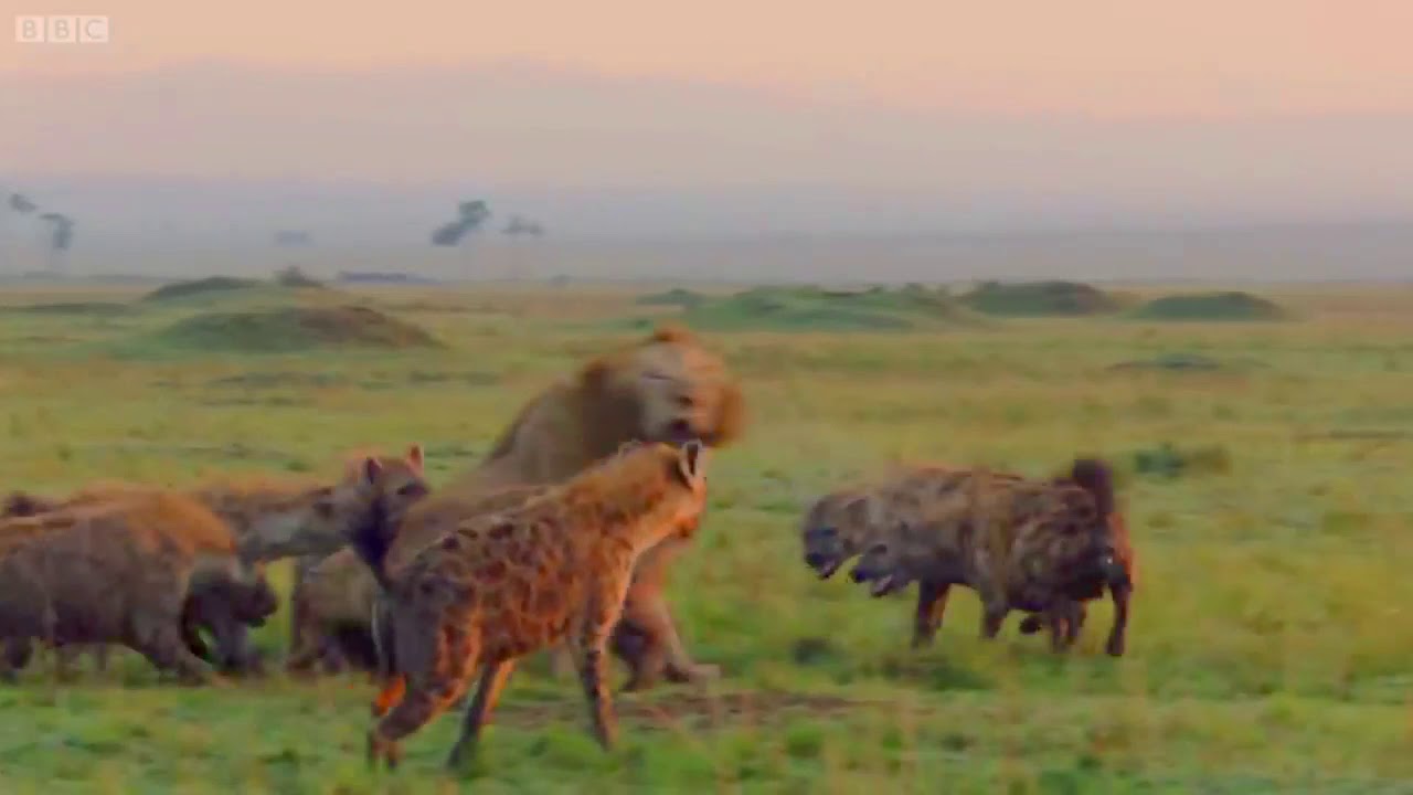 Leon vs hienas - YouTube