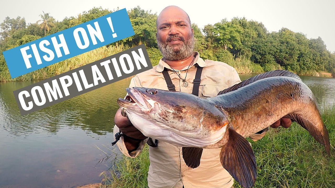 Snakehead Fishing compilation + Bonus Tips & Techniques (Kerala 2019 ...