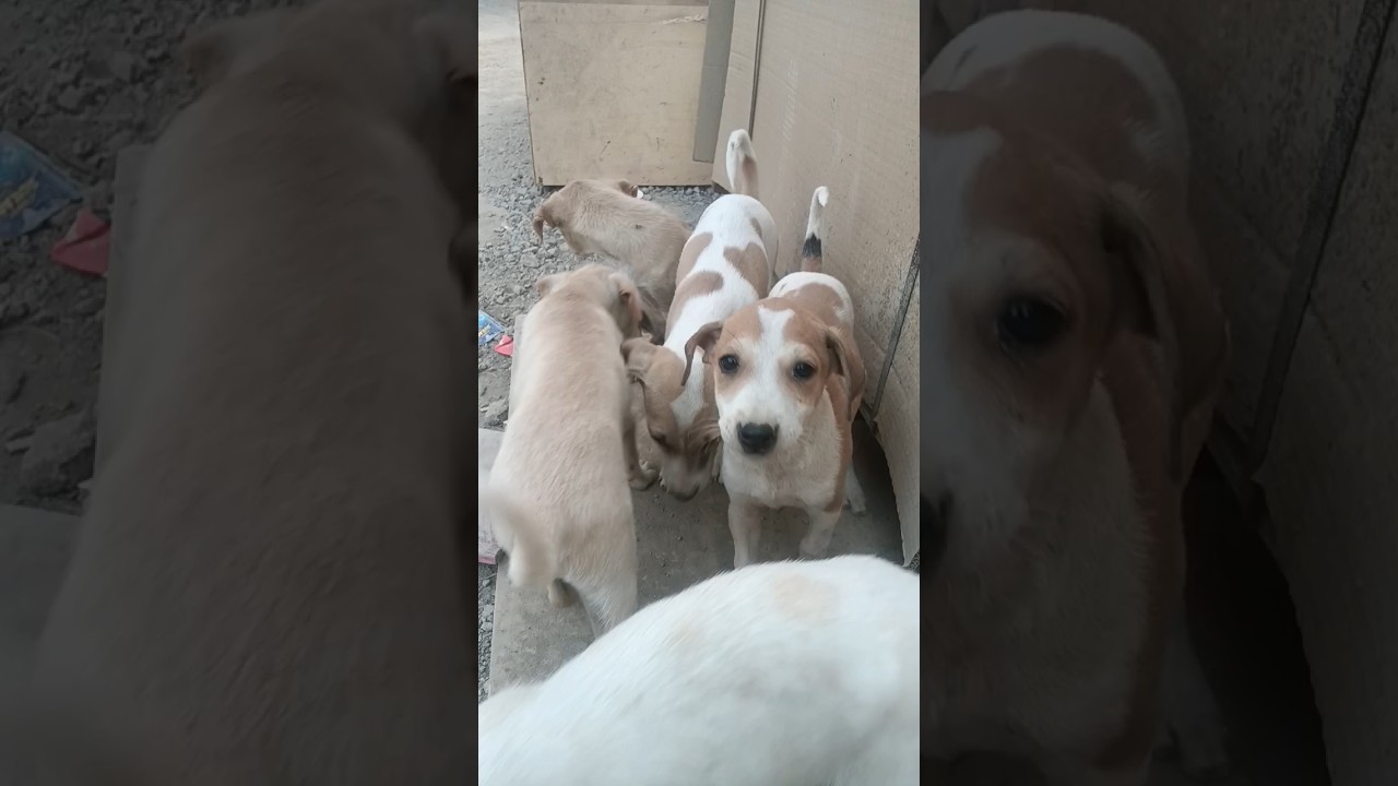 kutta ka baccha Cartoon network - YouTube