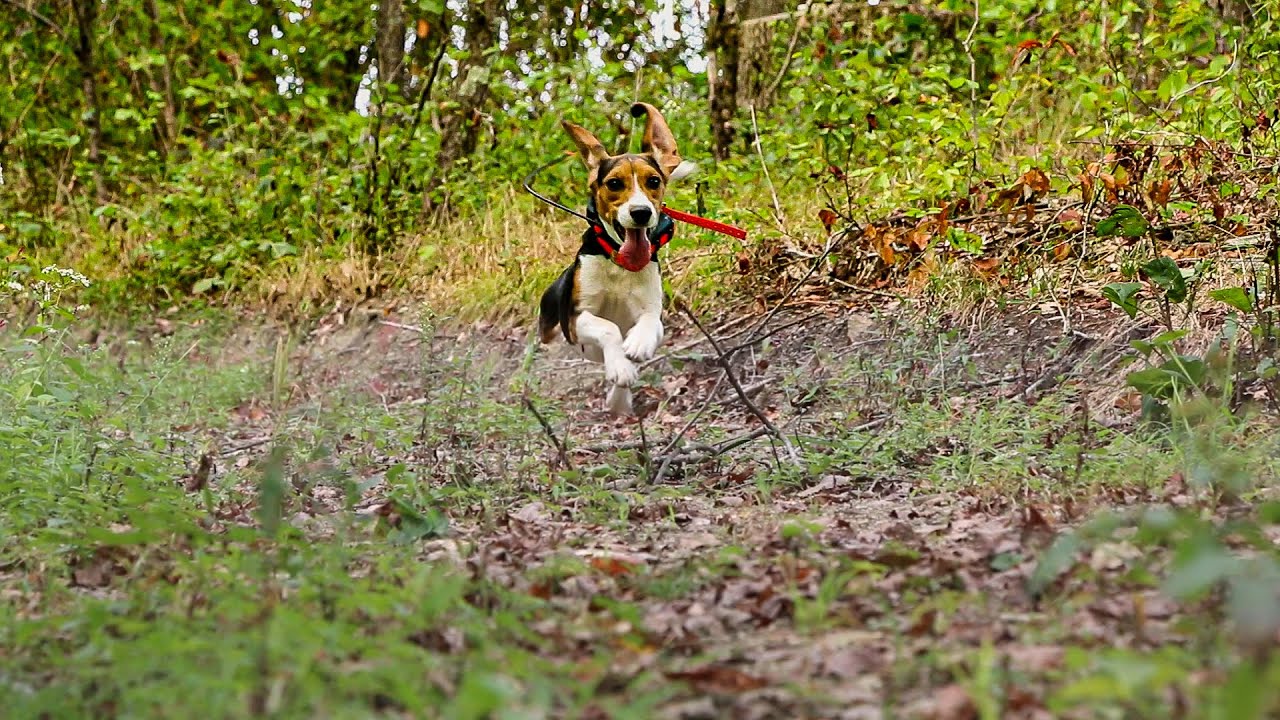 Summer Training of the BEAGLES!!! - YouTube