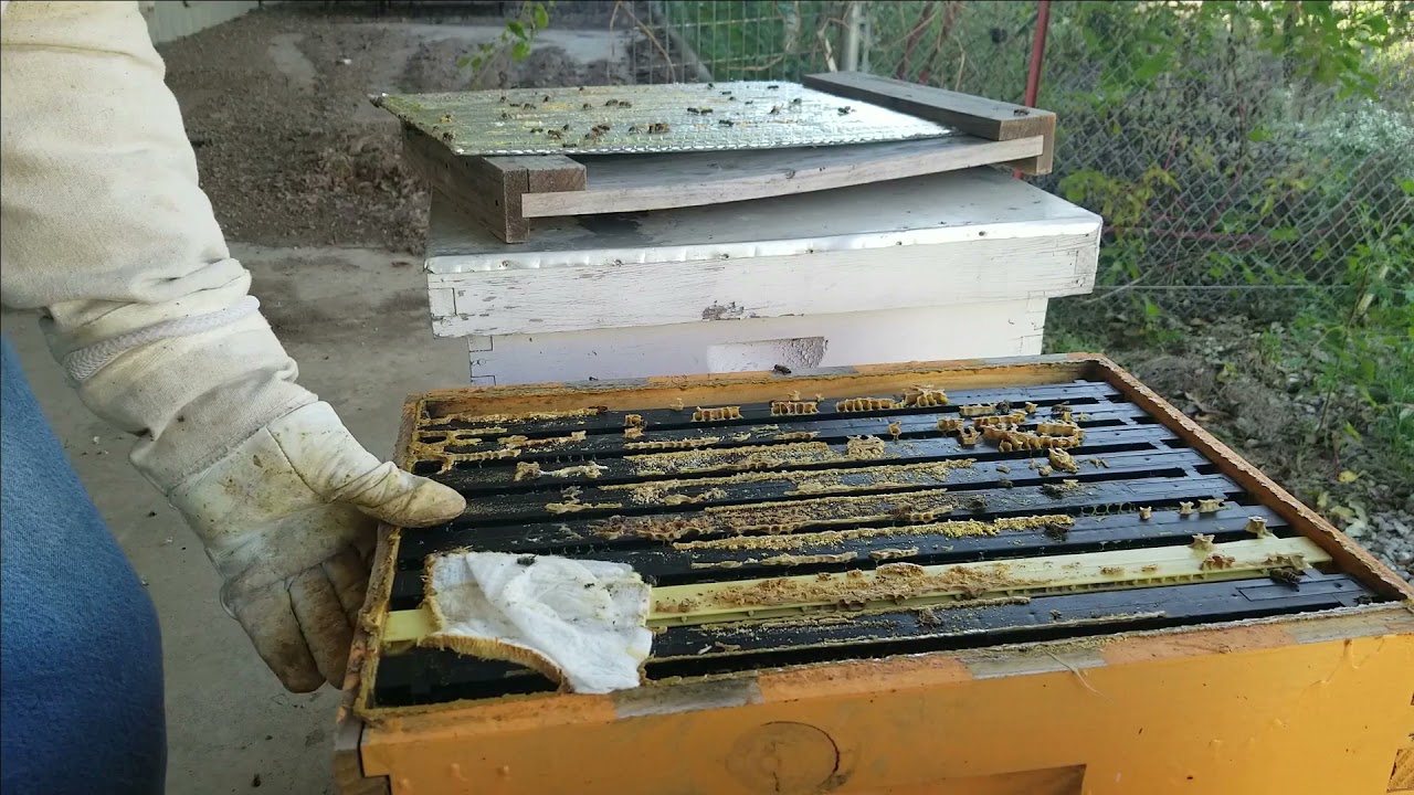 Mite wash and hive check on one of my outyards - YouTube