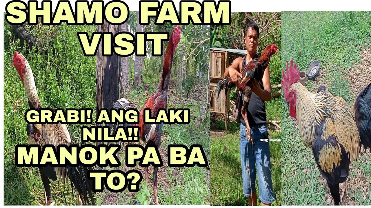 SHAMO CHIKEN FARM VISIT | TAYO NA! AT SILIPIN ANG NAGLALAKIHANG MGA ...