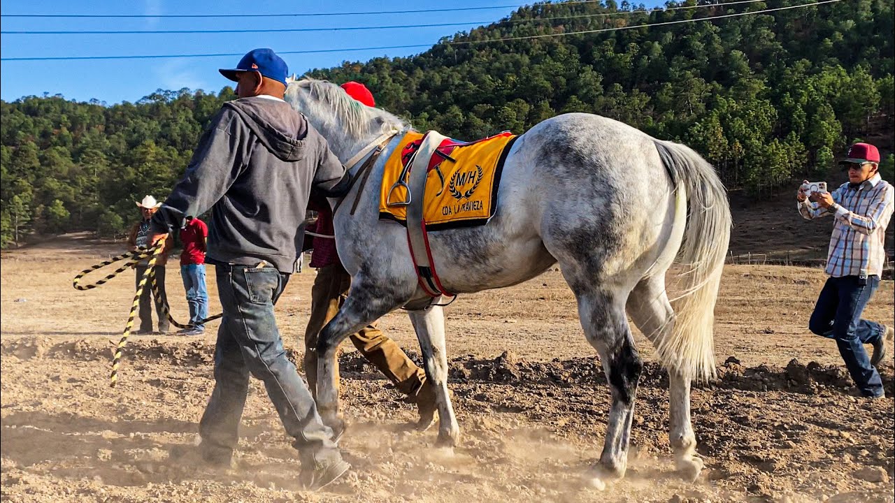 Hermoso Caballo Blanco | El Lechero Vs La Deseada, Chavarría Nuevo ...
