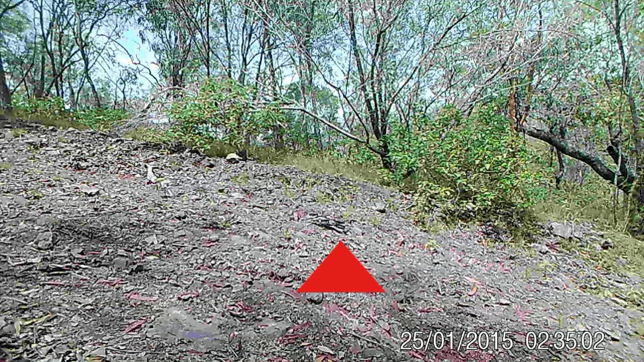 RESOLUTE NATURE REFUGE White throated Nightjar - YouTube